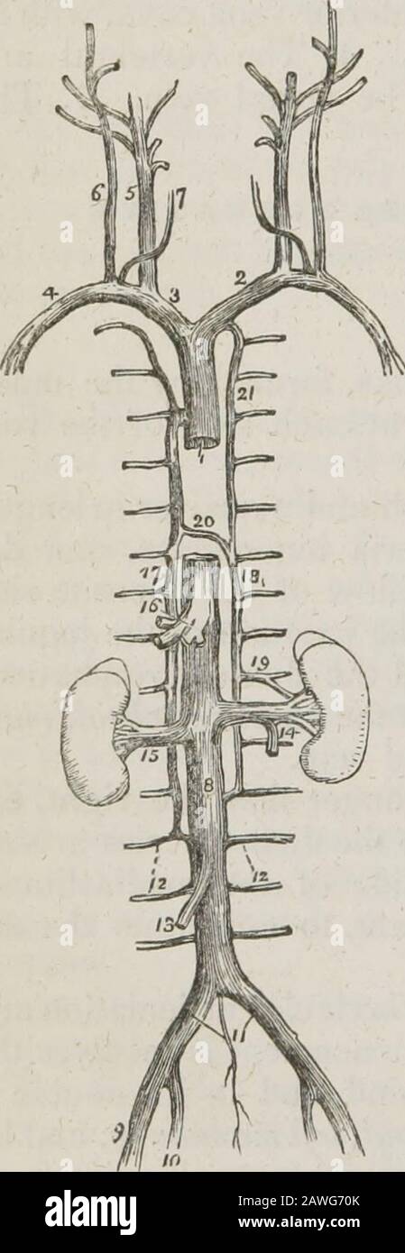 Vena sacra hi-res stock photography and images - Alamy