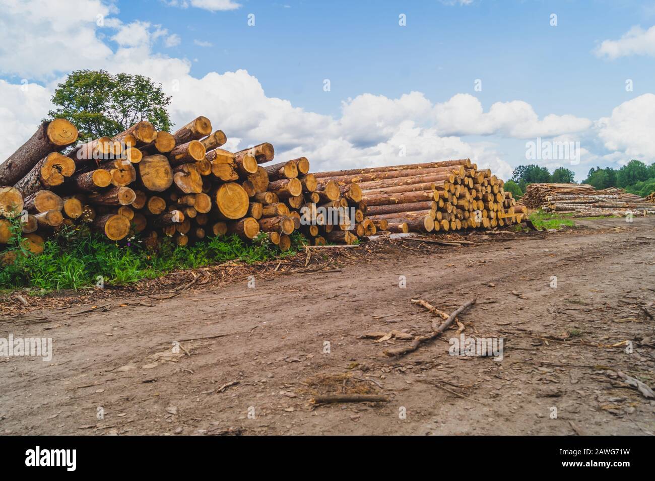 Wooden logs in the forest. chopped tree logs stack. nature landscape ...