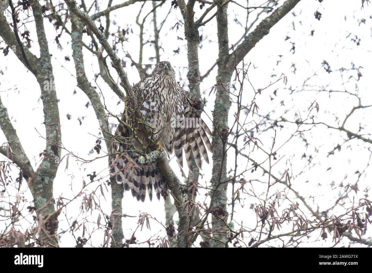 juvenile northern goshawk bird at Delta BC Canada Stock Photo - Alamy