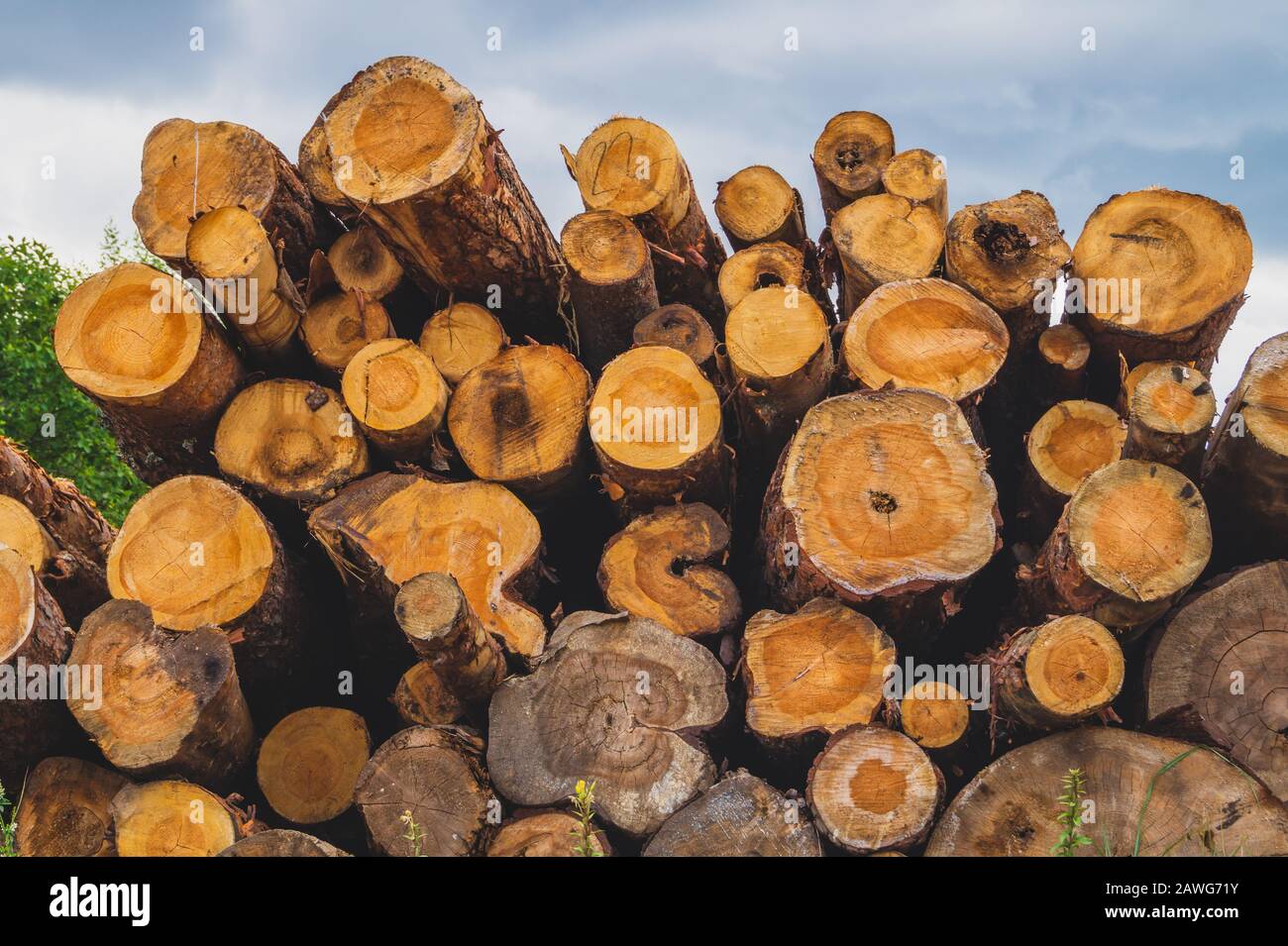 Stack of logs. natural wooden background with timber. log wall. pile of ...