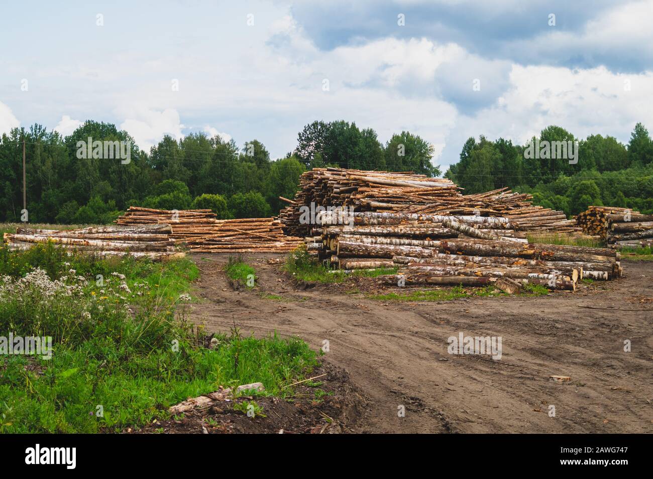 Wooden logs in the forest. chopped tree logs stack. nature landscape ...