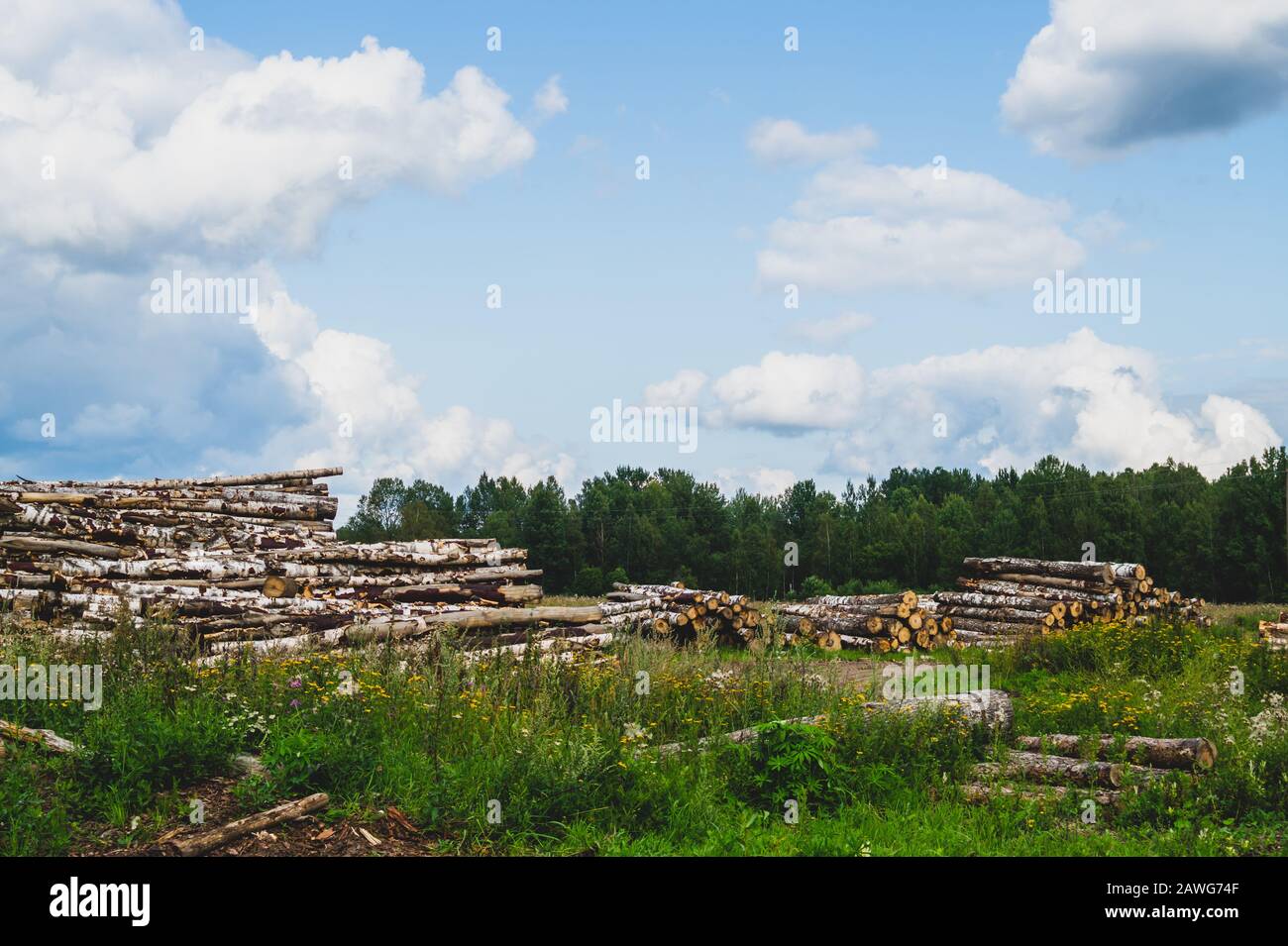 Wooden logs in the forest. chopped tree logs stack. nature landscape ...