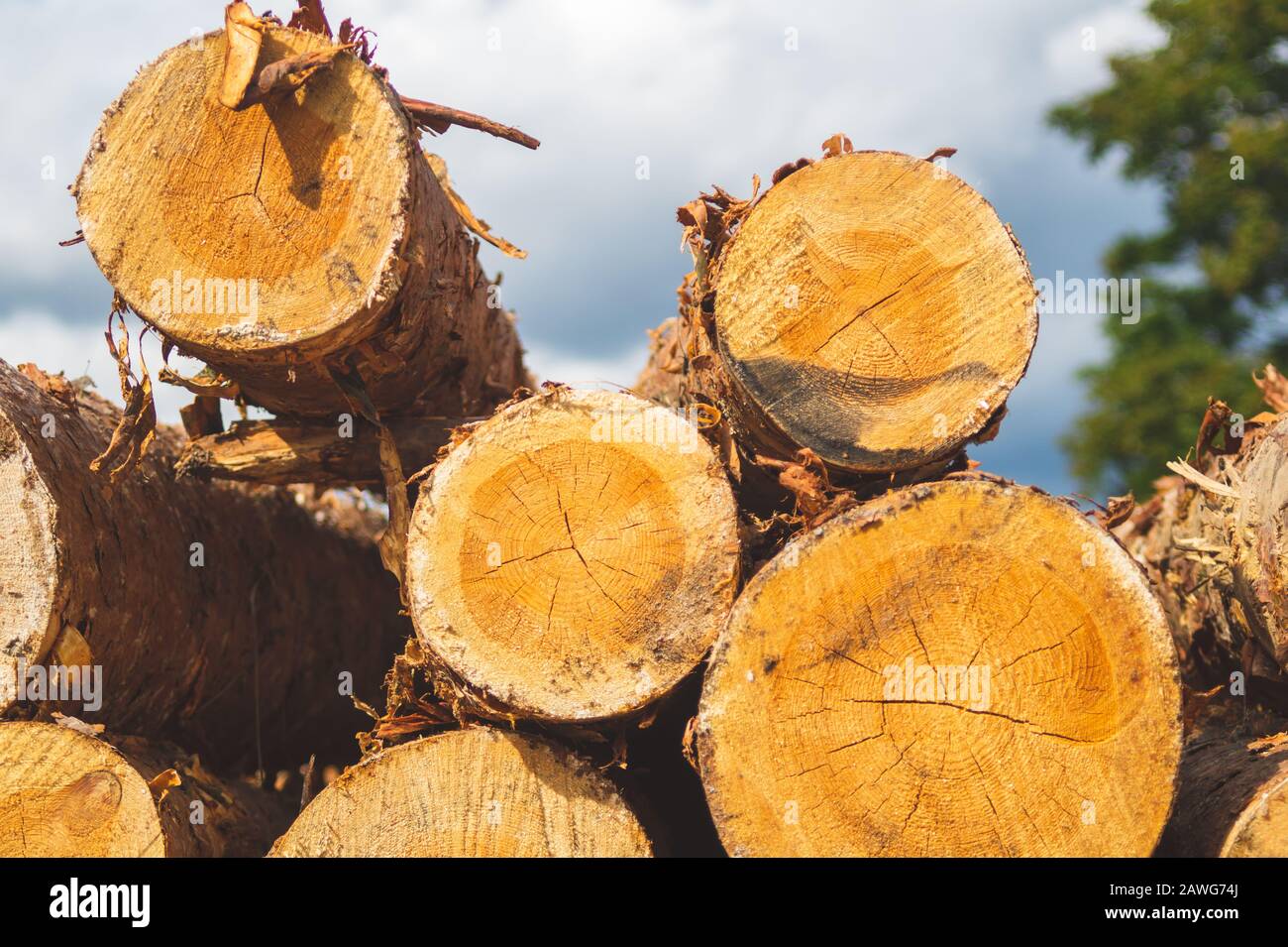 Stack of logs. natural wooden background with timber cuts. log wall ...