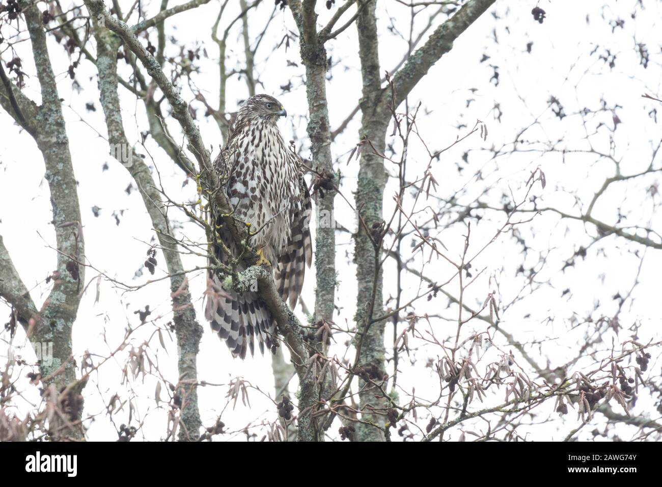 American goshawk canada hi-res stock photography and images - Alamy