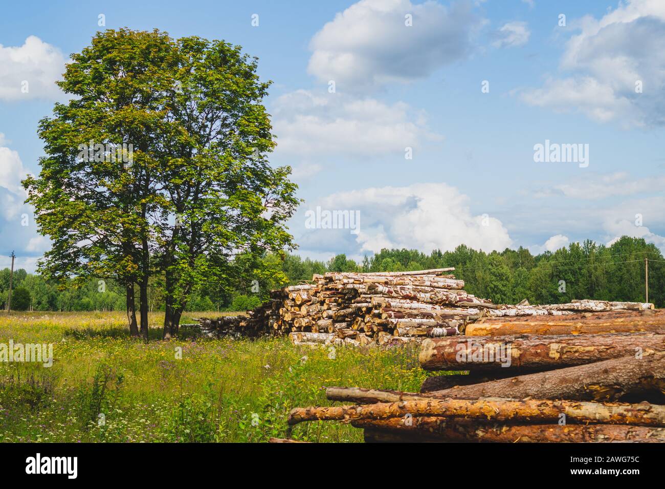 Wooden logs in the forest. chopped tree logs stack. nature landscape ...