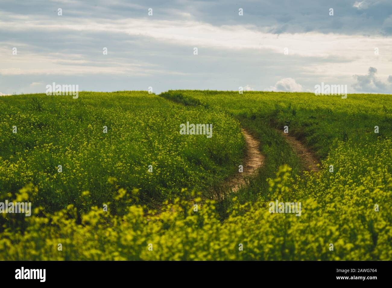 Beautiful valley. way through green meadows and hills. yellow flowering ...