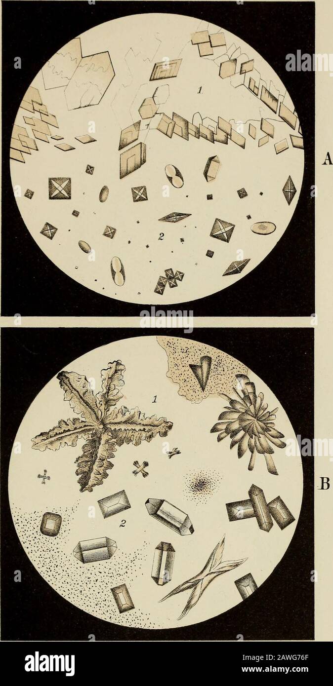 Analysis of the urine . PLATE II—A. Primary forms of uric-acid crystals ...