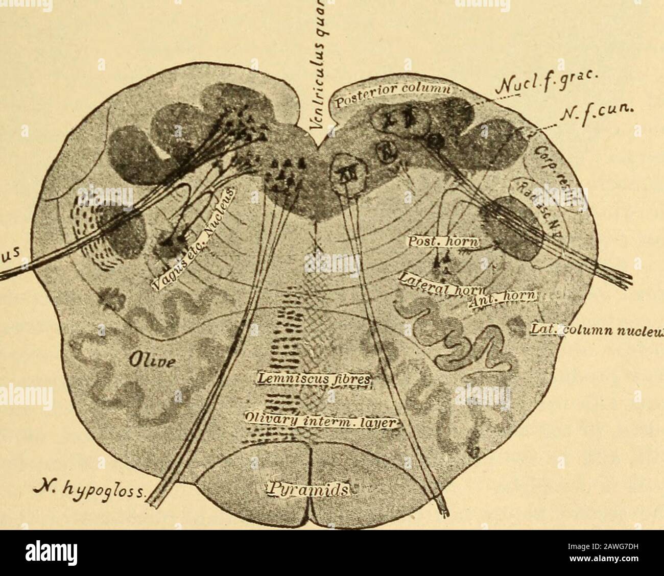 Medulla Oblongata Histology