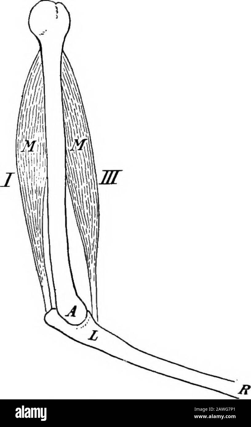 Armof Black and White Stock Photos & Images - Alamy