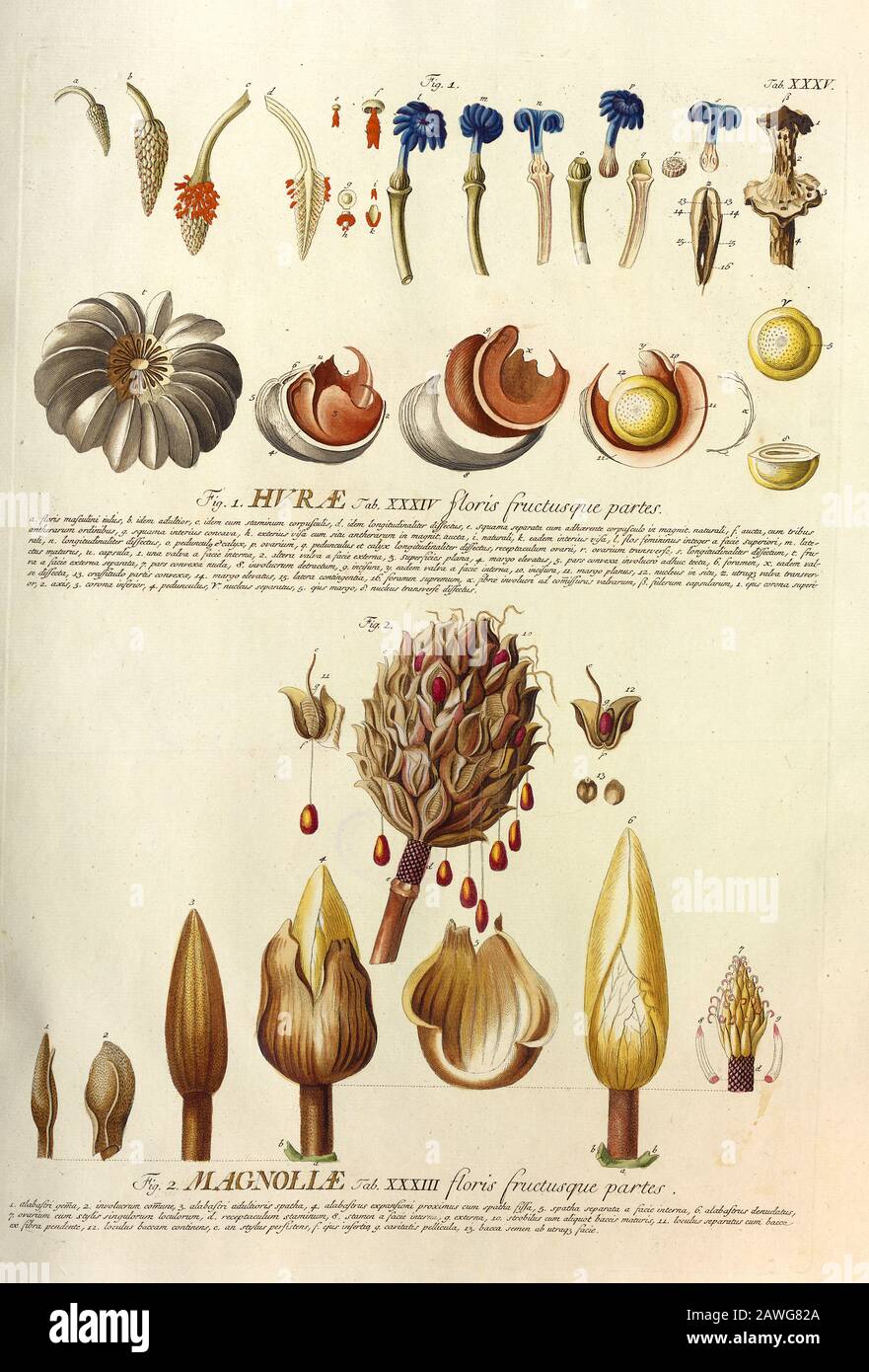 18th century Coloured Copperplate engraving of a cross section and ...
