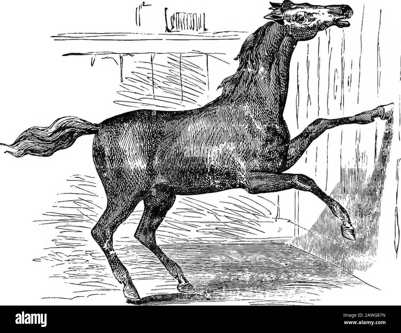 The American reformed horse book, a treatise on the causes, symptoms ...