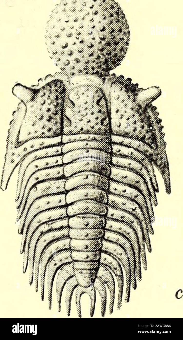 Trilobite Examples