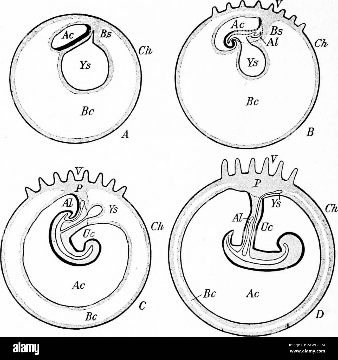 The development of the human body; a manual of human embryology ...