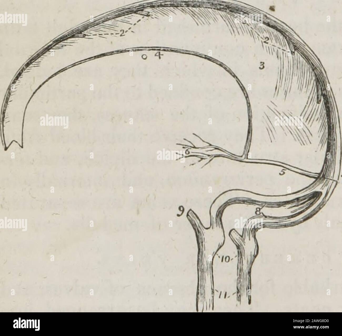 A system of human anatomy, general and special . gin of the falx ce ...