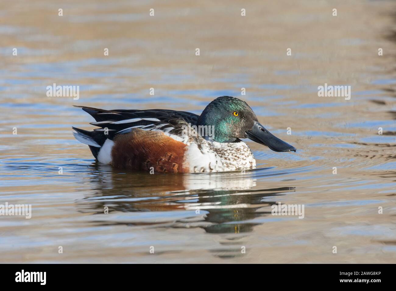 Shoveler duck hi-res stock photography and images - Alamy