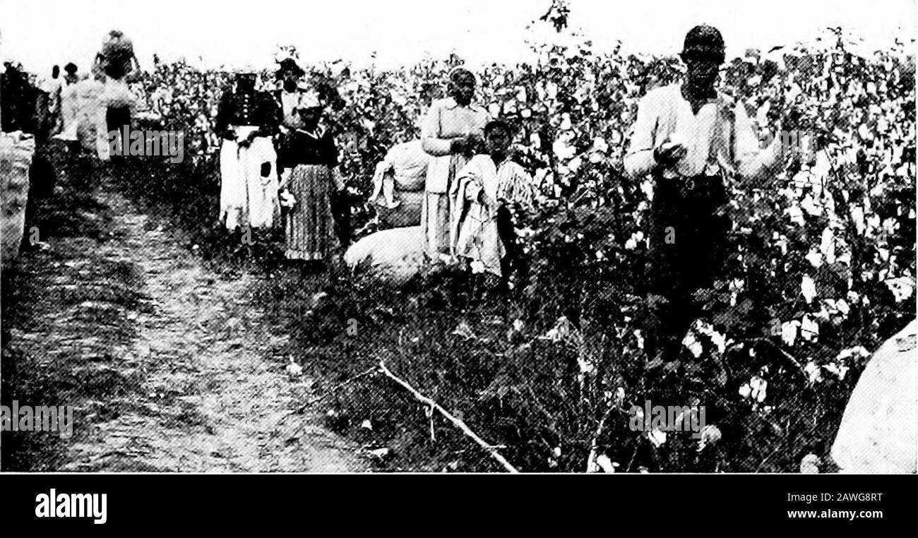 Hand Picking Cotton High Resolution Stock Photography and Images - Alamy