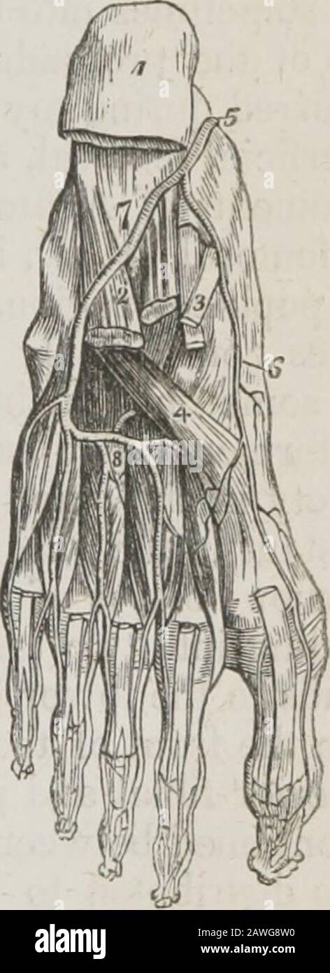 A system of human anatomy, general and special . than the internal ...