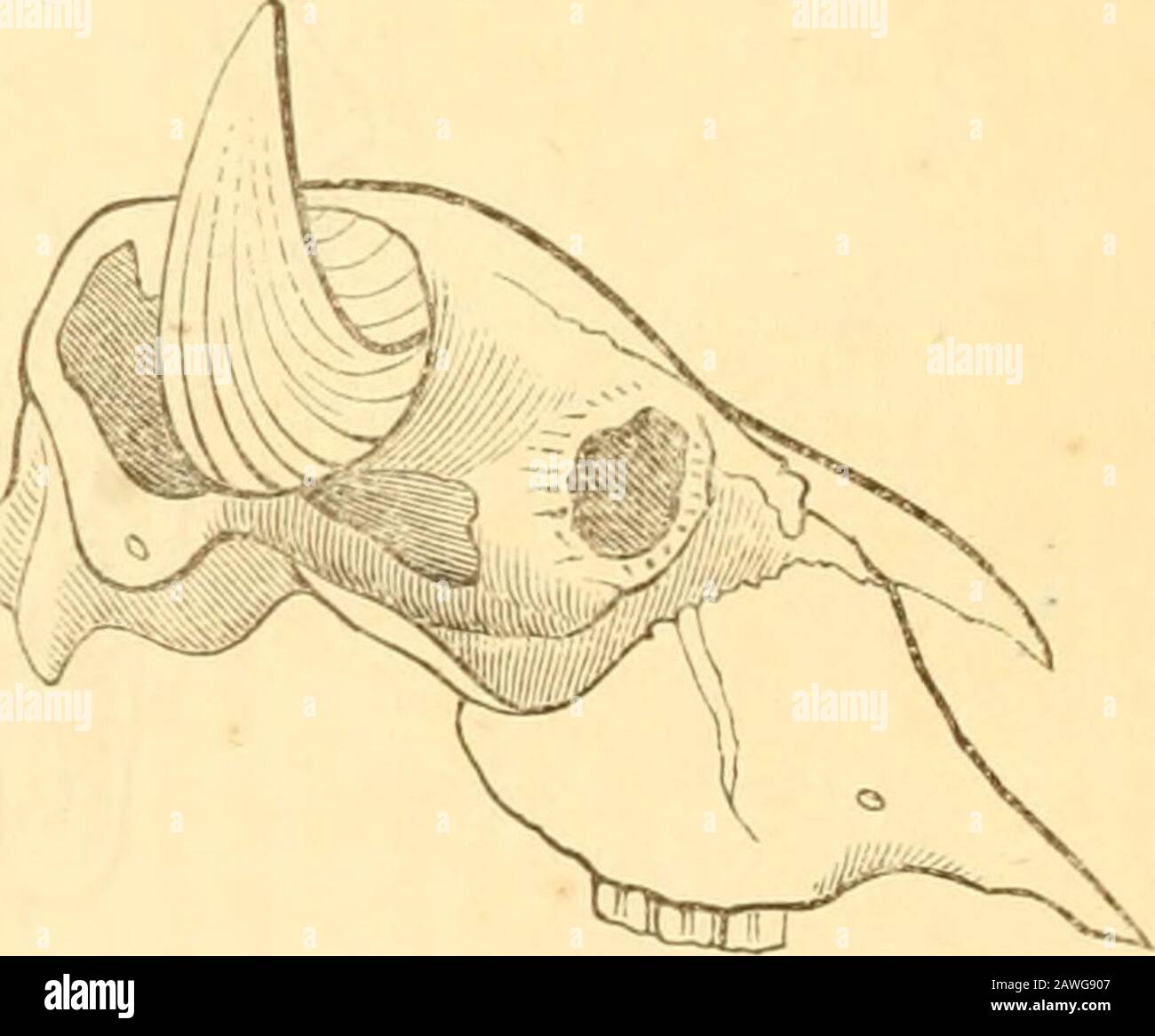 Ox body part hi-res stock photography and images - Alamy