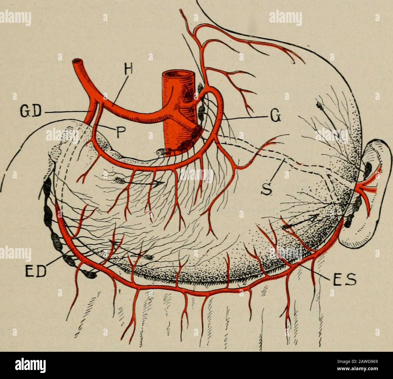 Operative surgery, for students and practitioners . f the stomach form ...