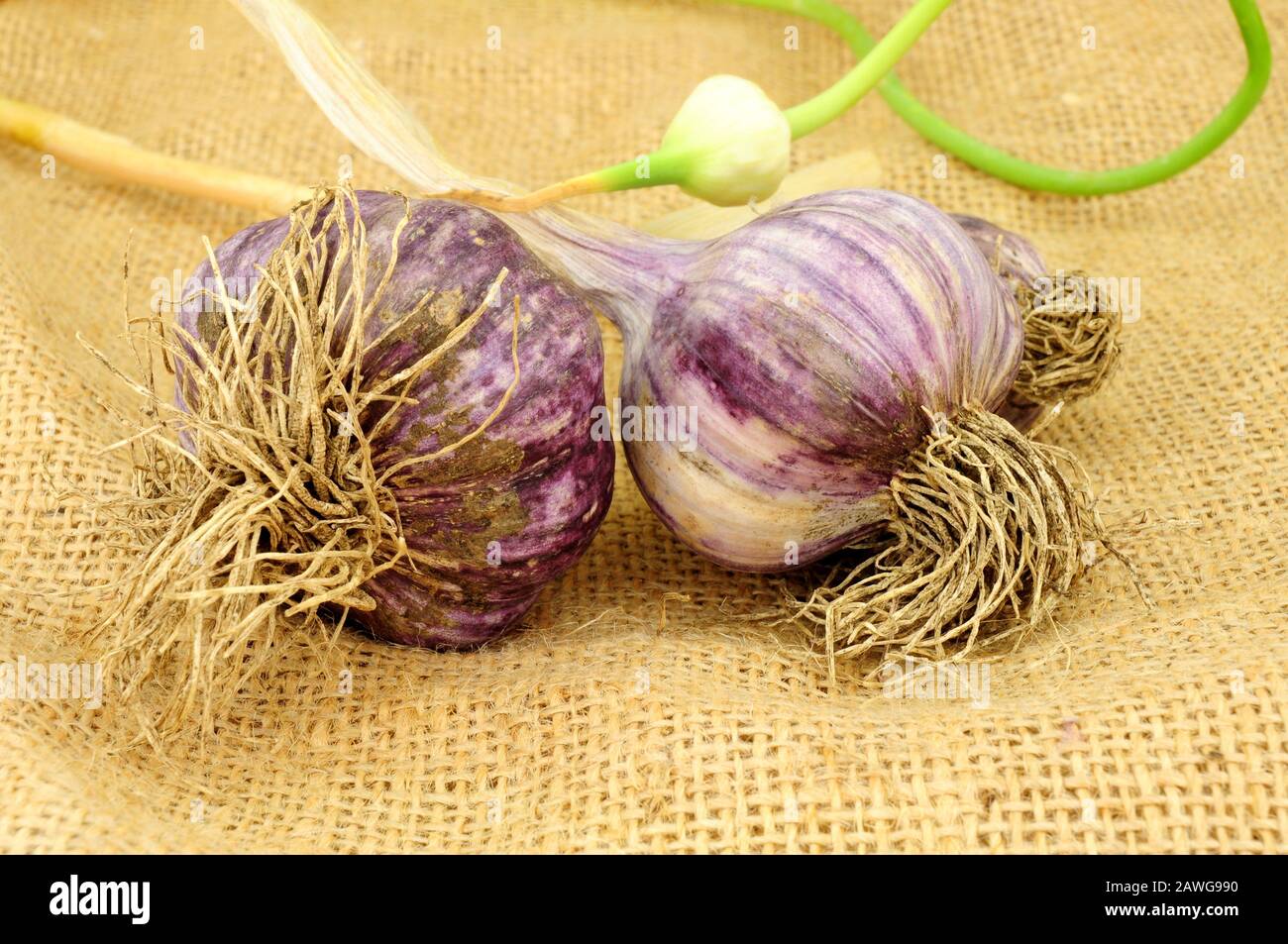 Organic purple garlic bulb on a Hessian sacking background Stock Photo ...