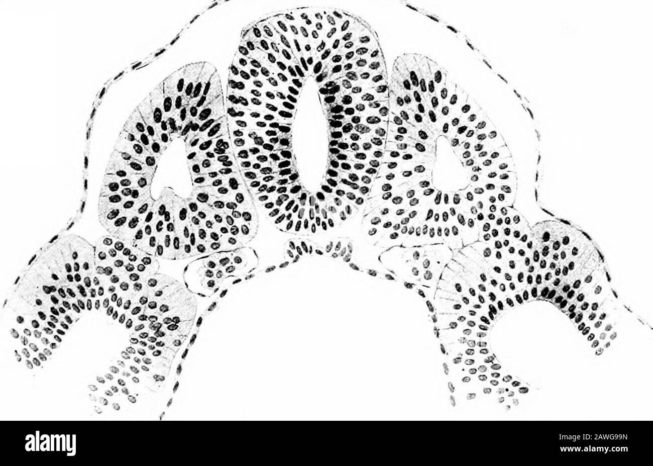 The development of the human body; a manual of human embryology . tral ...