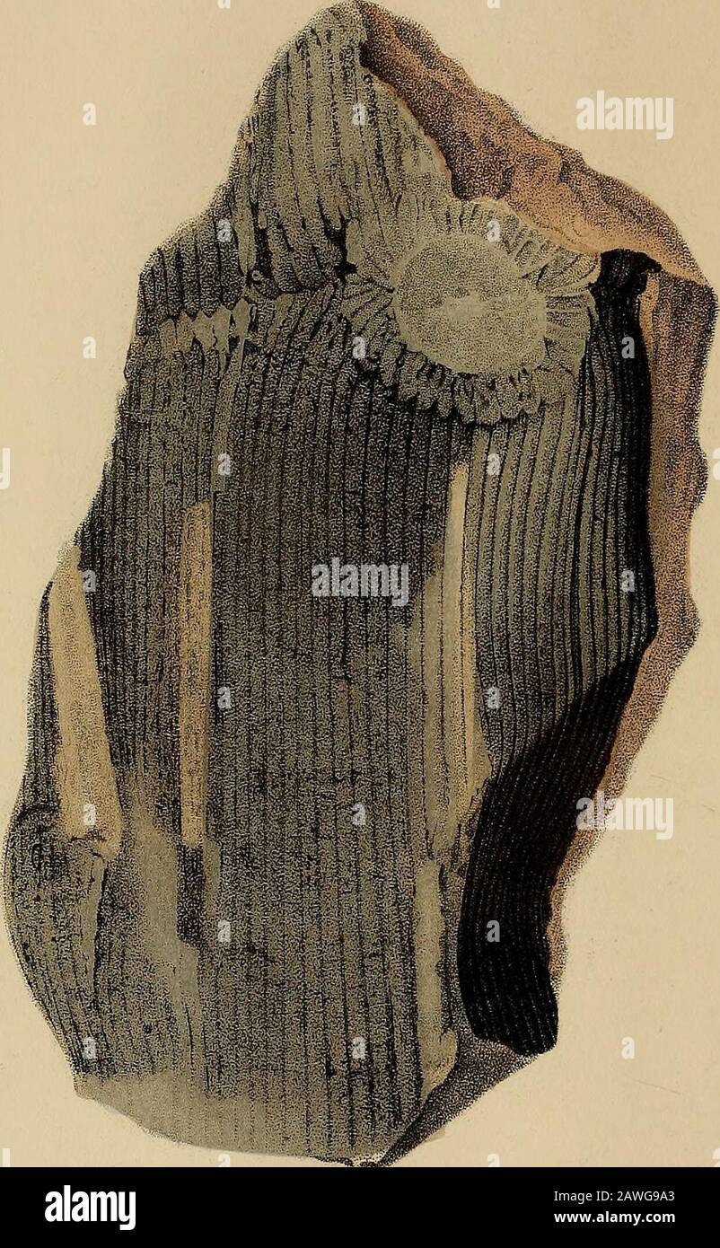 A pictorial atlas of fossil remains, consisting of coloured ...