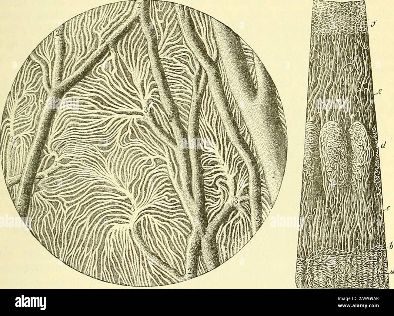 Inner boundary membrane hi-res stock photography and images - Alamy