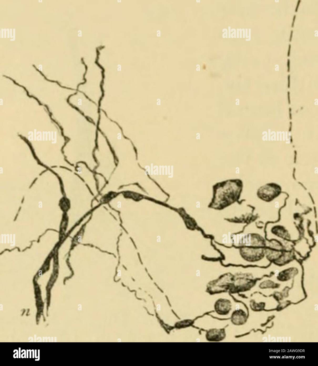 Merkel cells hi-res stock photography and images - Alamy