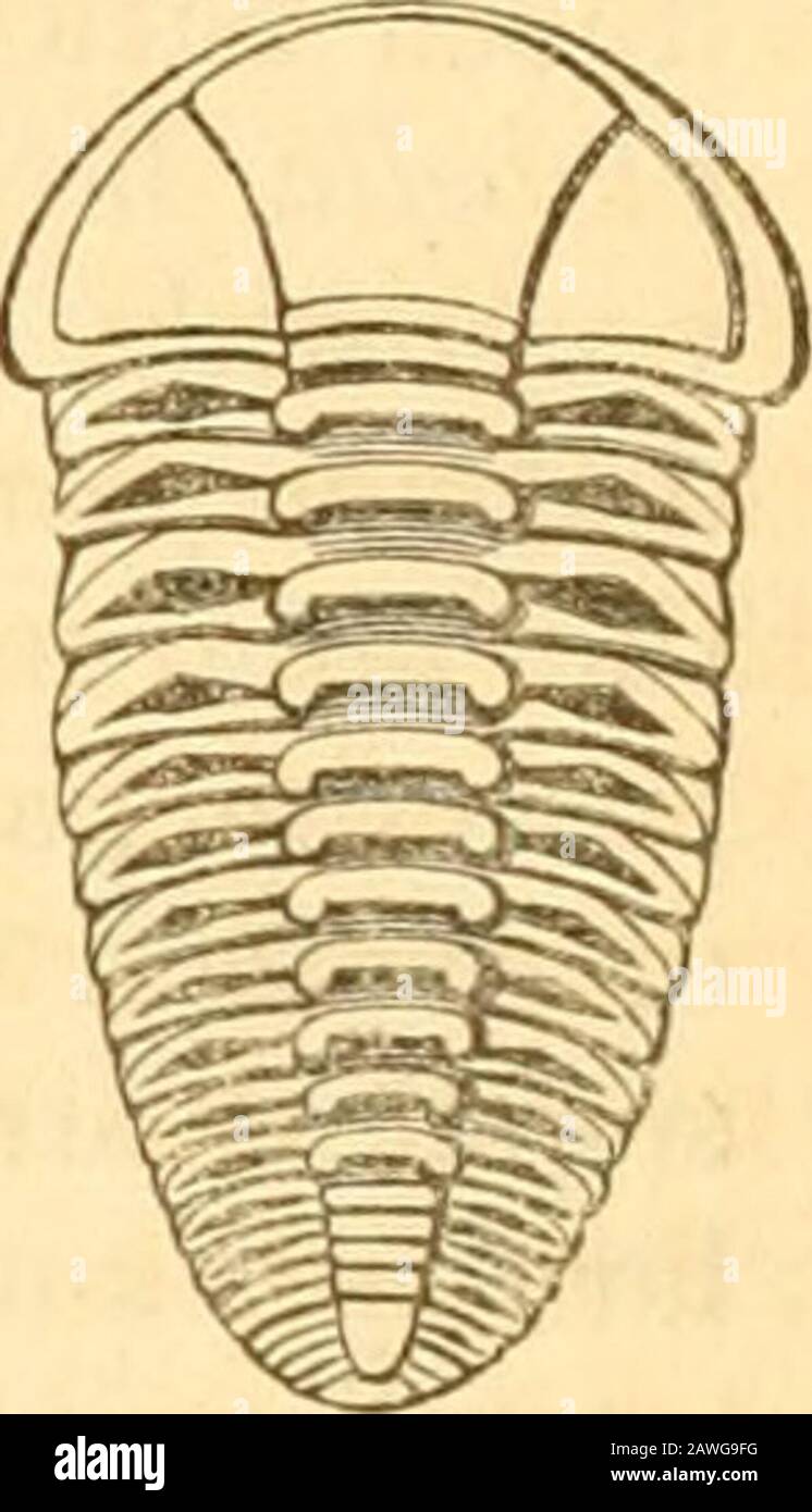 Phacops hi-res stock photography and images - Alamy