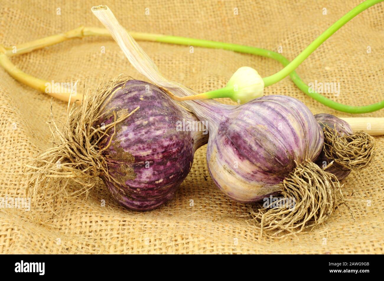 Organic purple garlic bulb on a Hessian sacking background Stock Photo ...