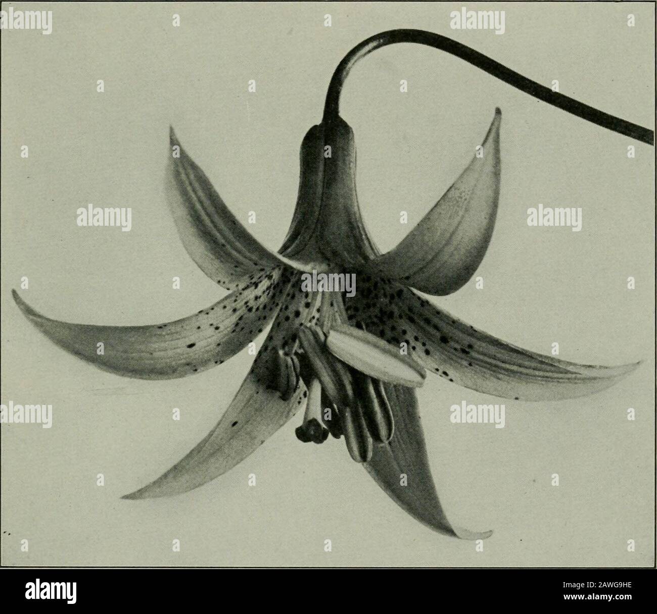 Perianth segment base hi-res stock photography and images - Alamy