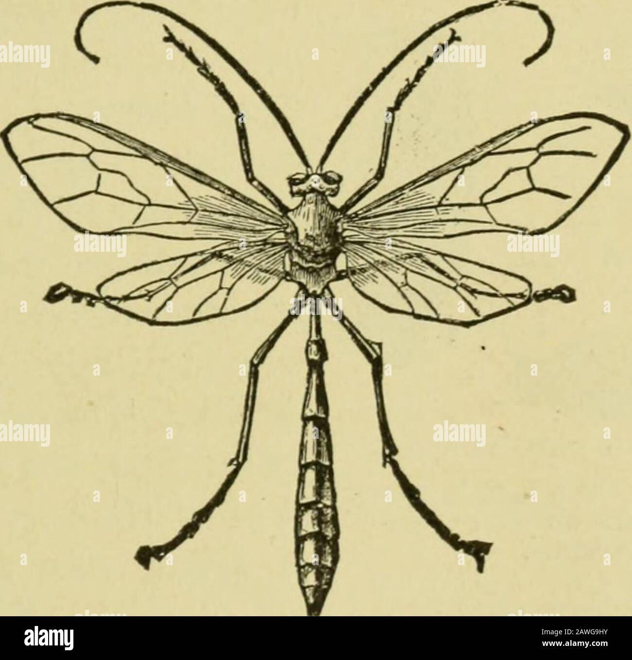 Hairy quince hi-res stock photography and images - Alamy