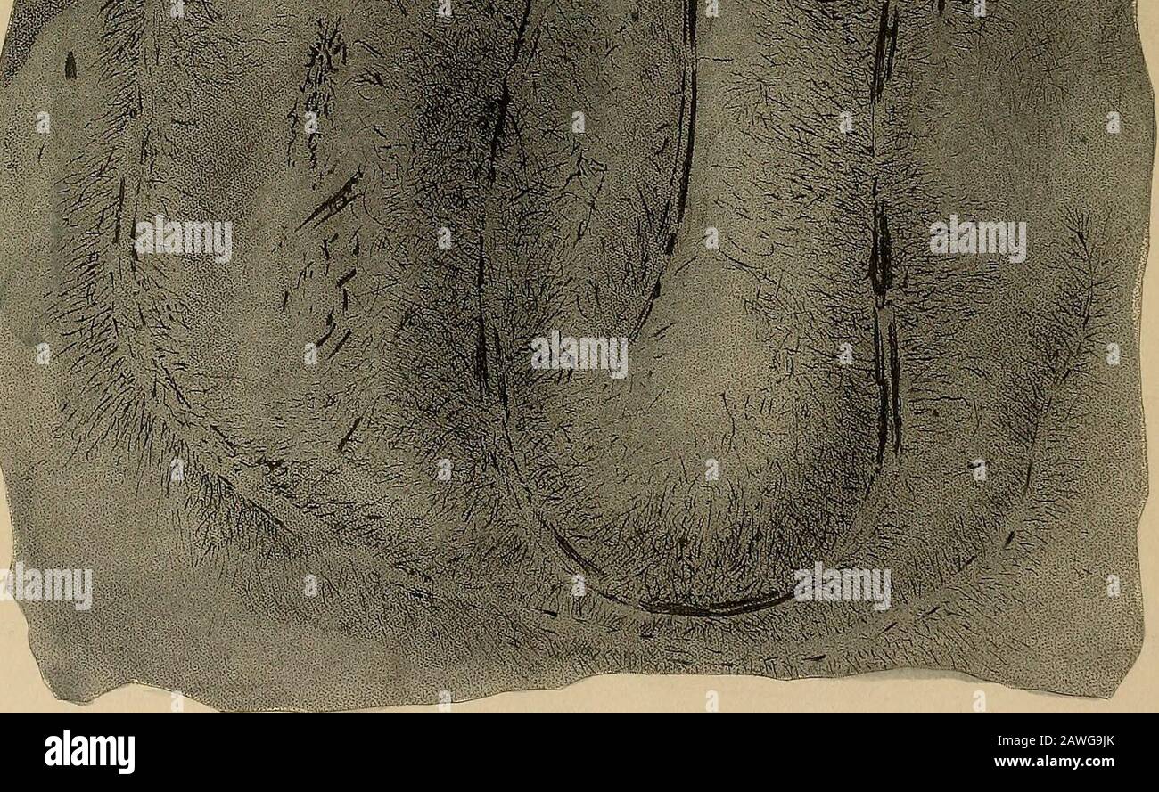 A pictorial atlas of fossil remains, consisting of coloured ...
