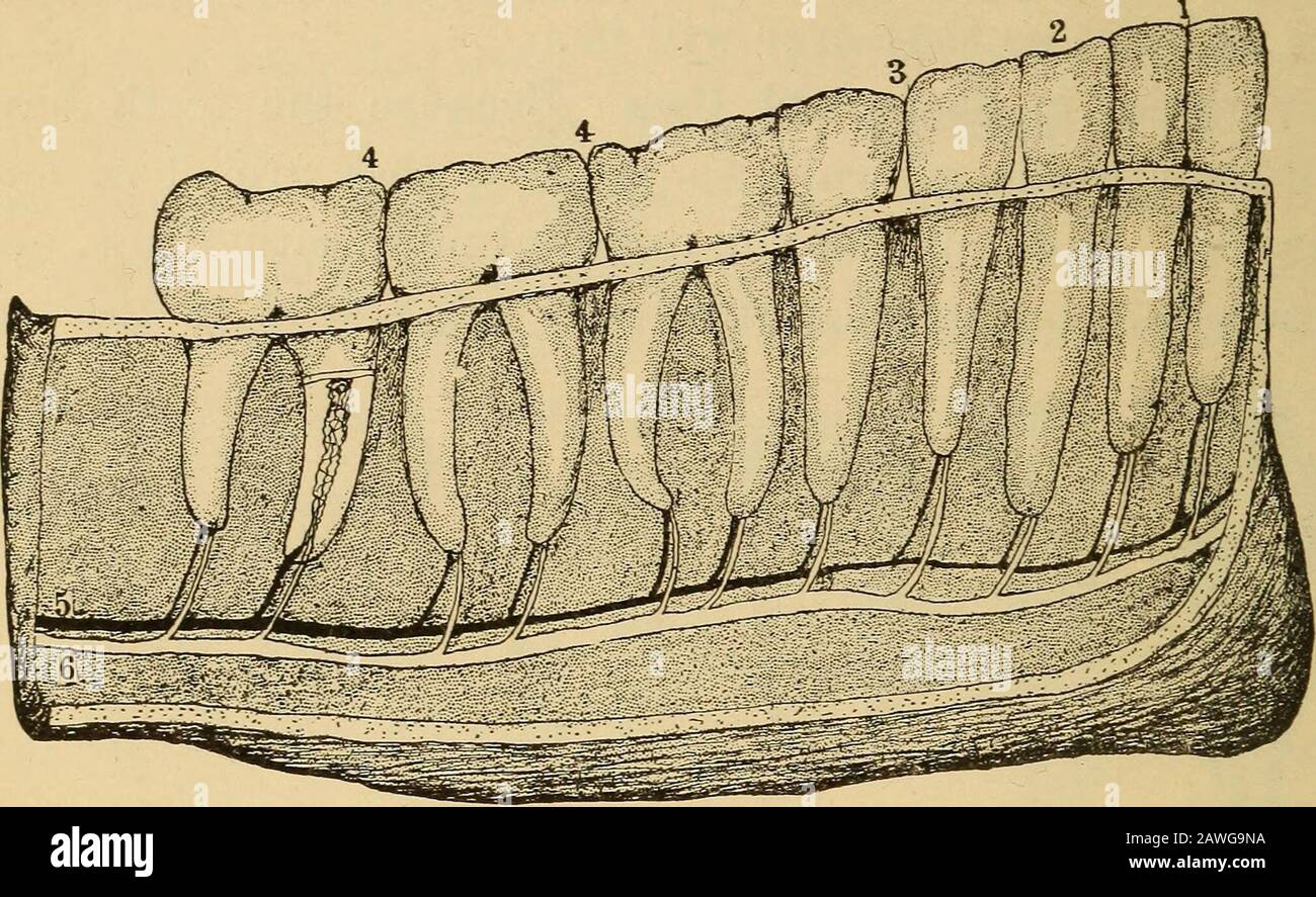 Eyetooth hi-res stock photography and images - Alamy