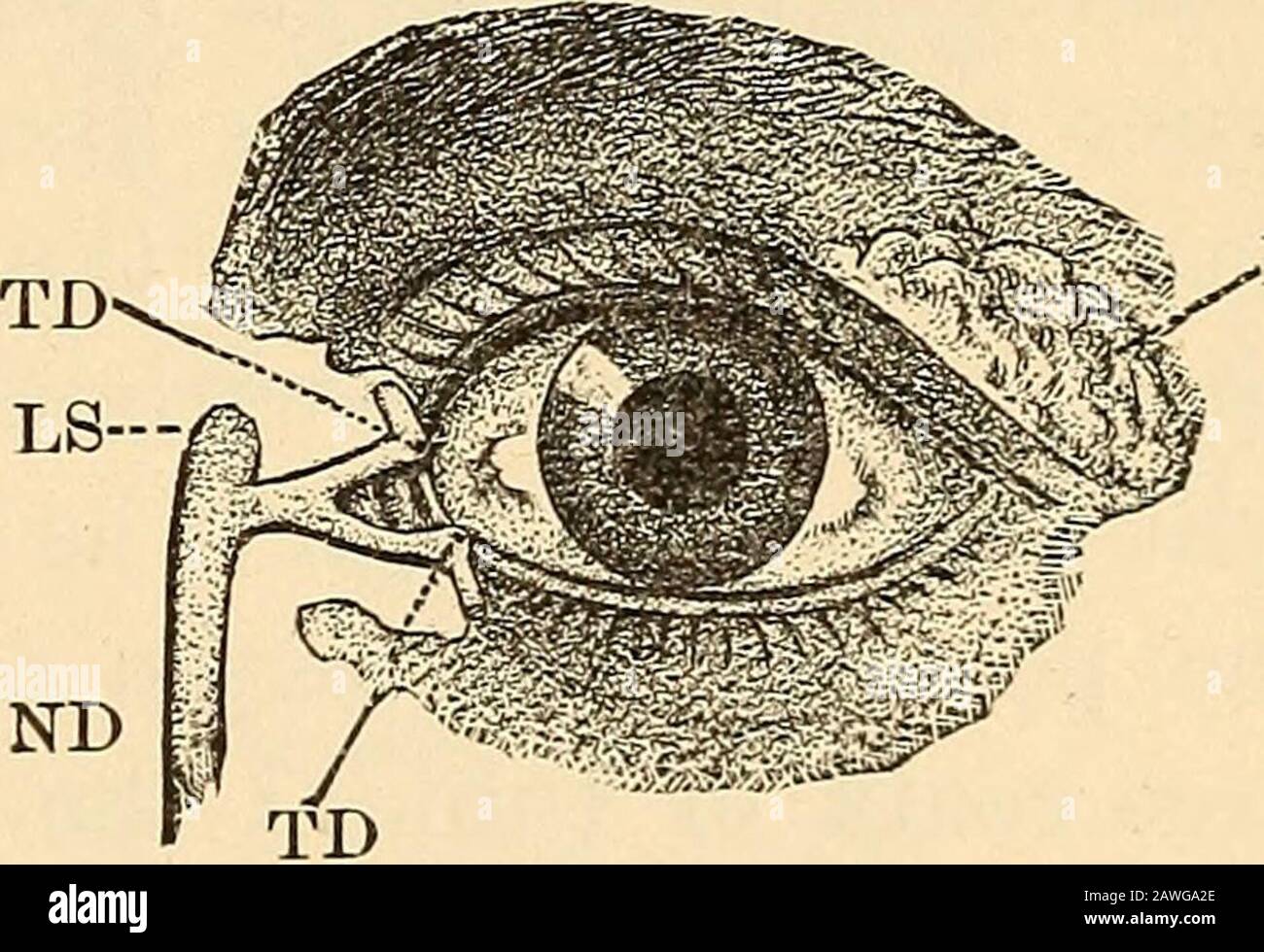 Foreign particles hi-res stock photography and images - Alamy