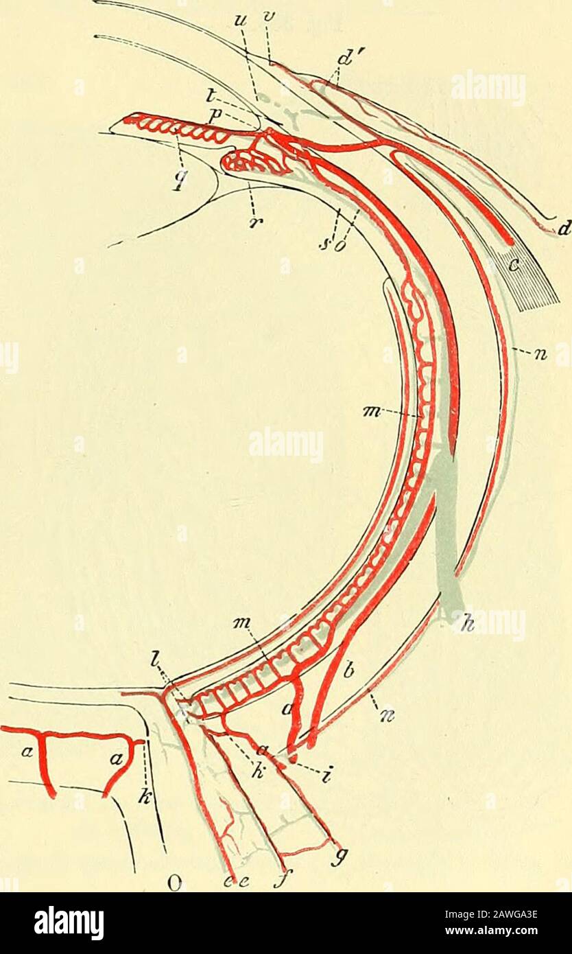 Quain's elements of anatomy . brane, the memhrme of Brucli, which lies ...