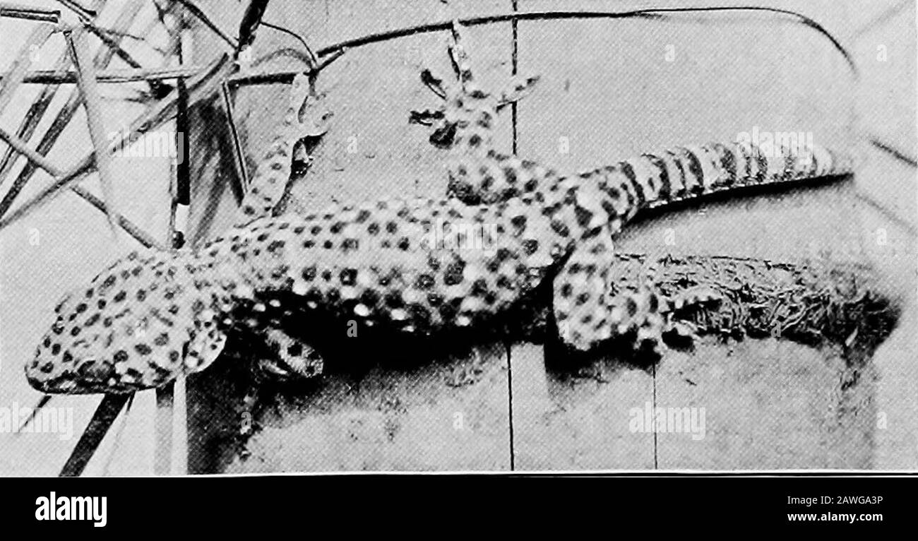 Rainy season insects Black and White Stock Photos & Images - Alamy