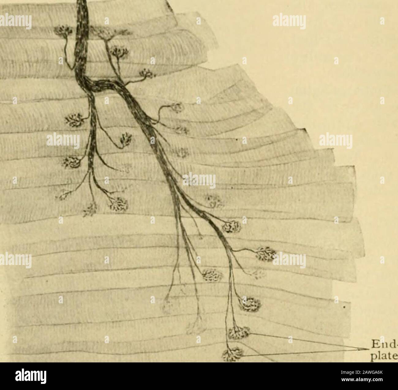 Human anatomy, including structure and development and practical ...