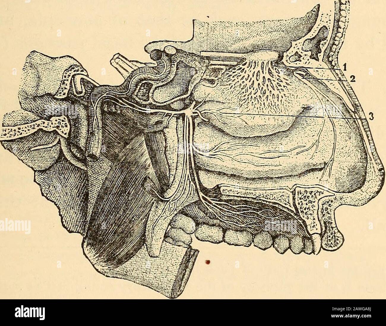 Trachea mucous membrane hi-res stock photography and images - Alamy
