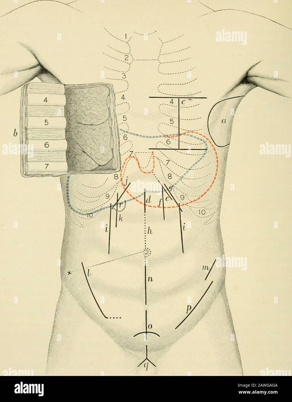 Operative surgery . , etc. The Anatomical Points.—The relations of the ...