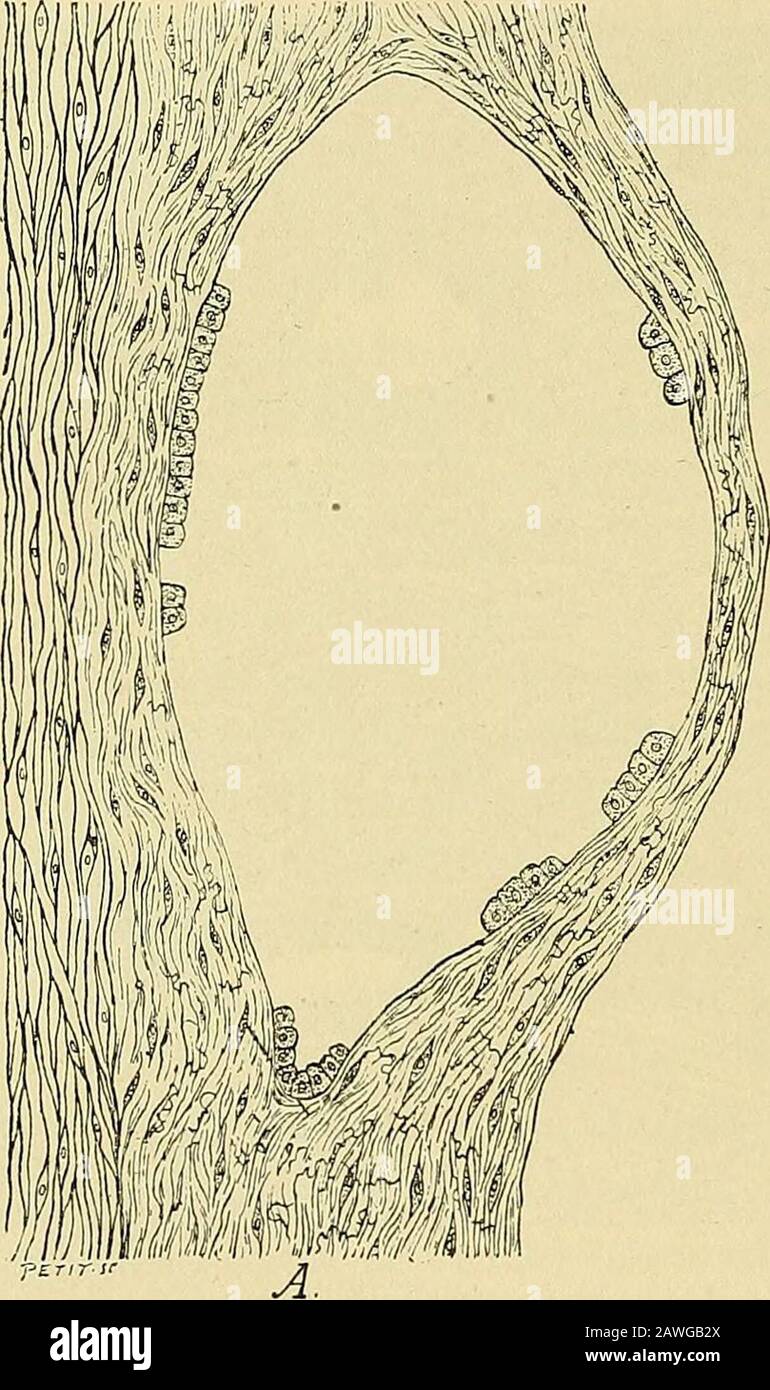Cellules rondes hi-res stock photography and images - Alamy