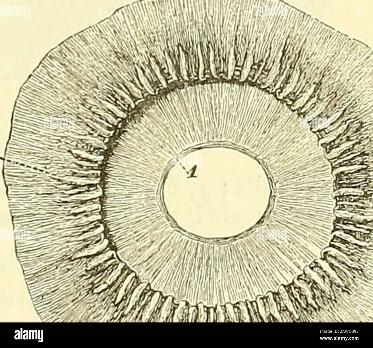 Ciliary processes hi-res stock photography and images - Alamy