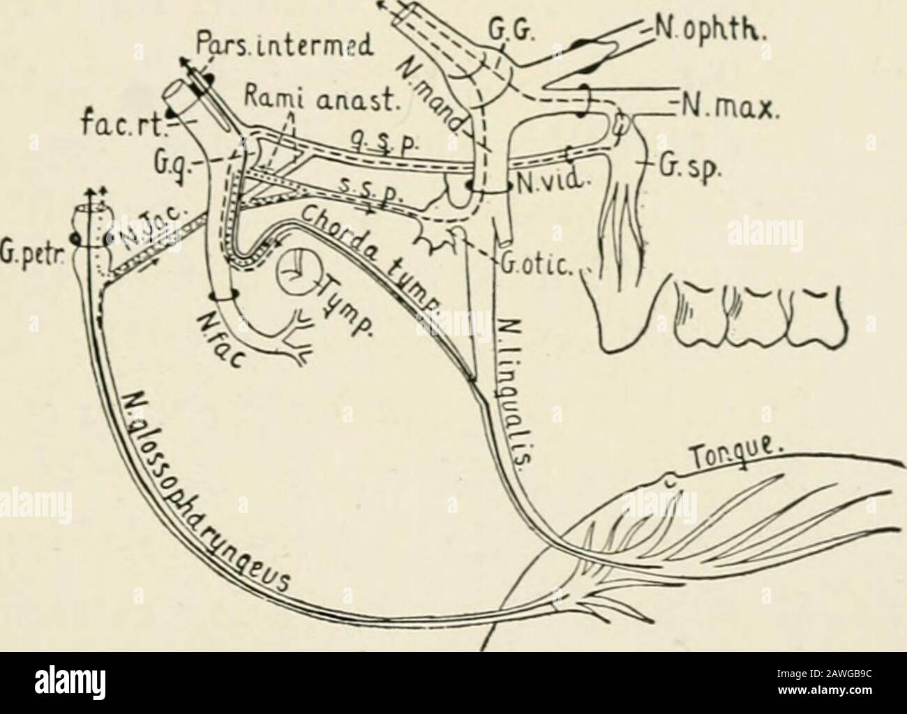 Vidian Nerve Nerve Supply To The Lacrimal Gland Made Extremely Easy!
