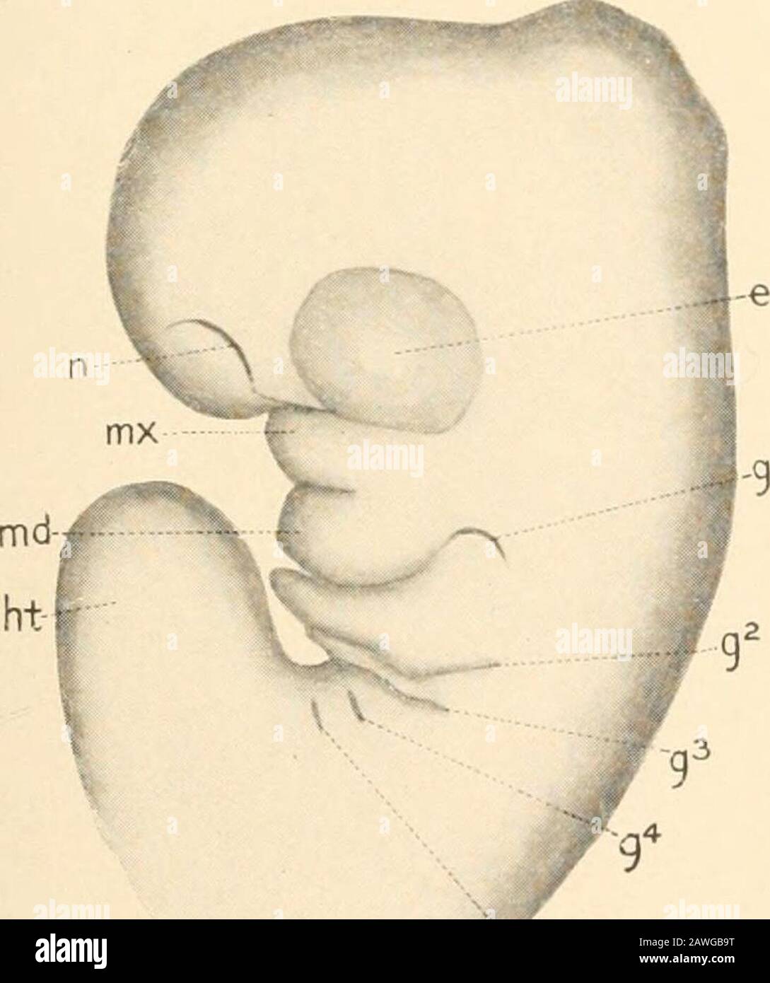 Hlj n hi-res stock photography and images - Alamy