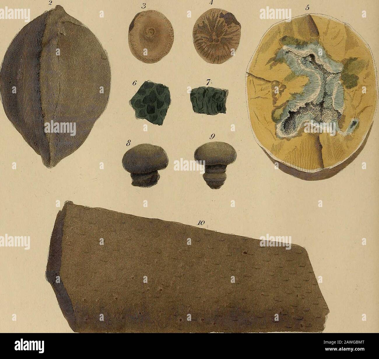 A pictorial atlas of fossil remains, consisting of coloured ...