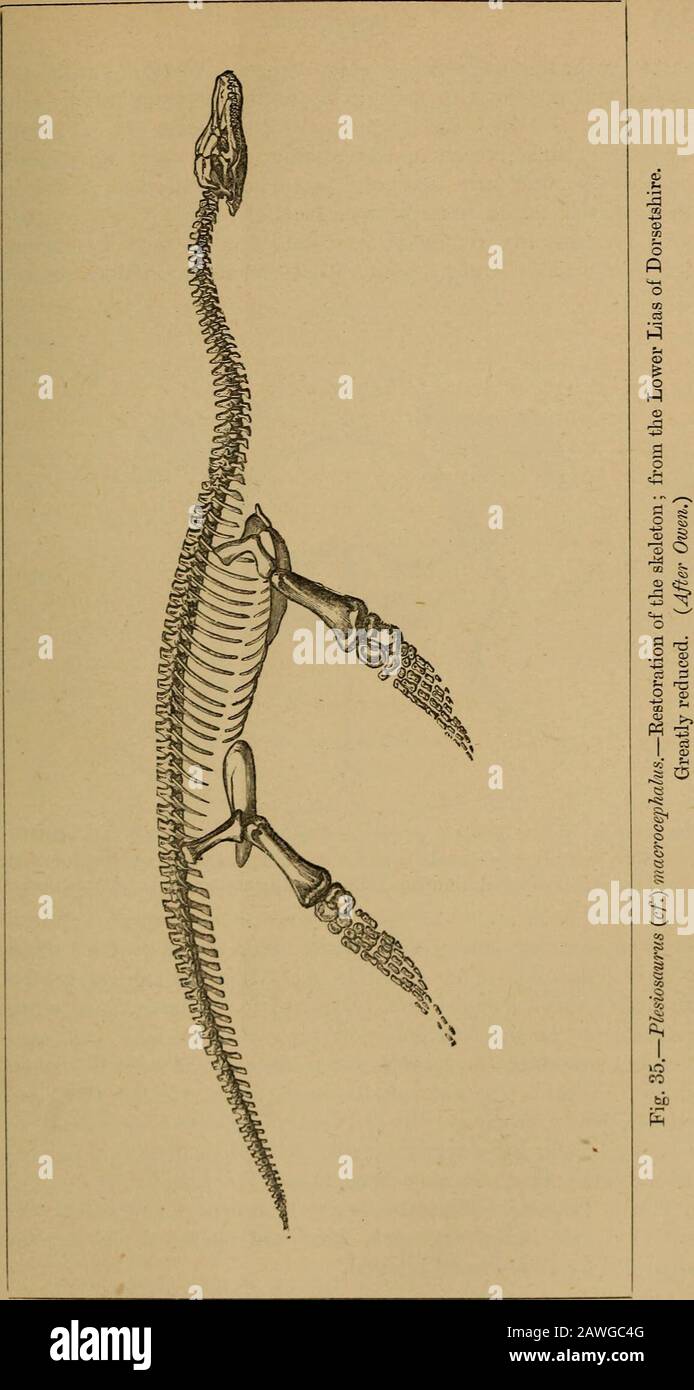 Catalogue of the fossil Reptilia and Amphibia in the British Museum ...