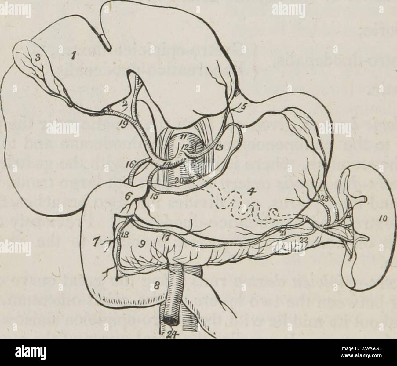 A system of human anatomy, general and special . f the hepatic artery ...