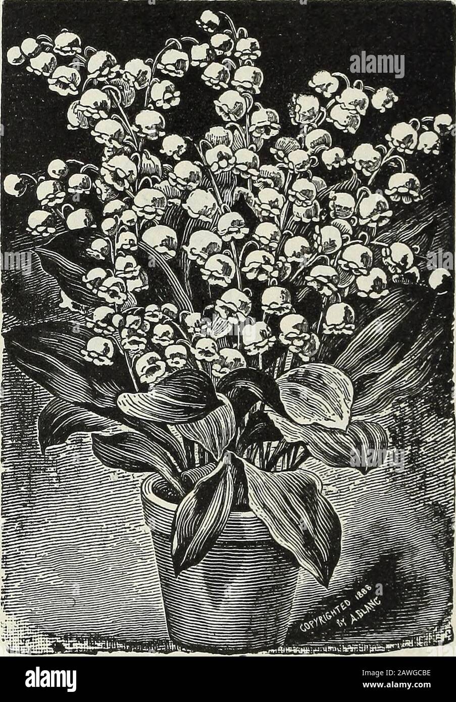 White and yellow spotted iris hi-res stock photography and images - Alamy