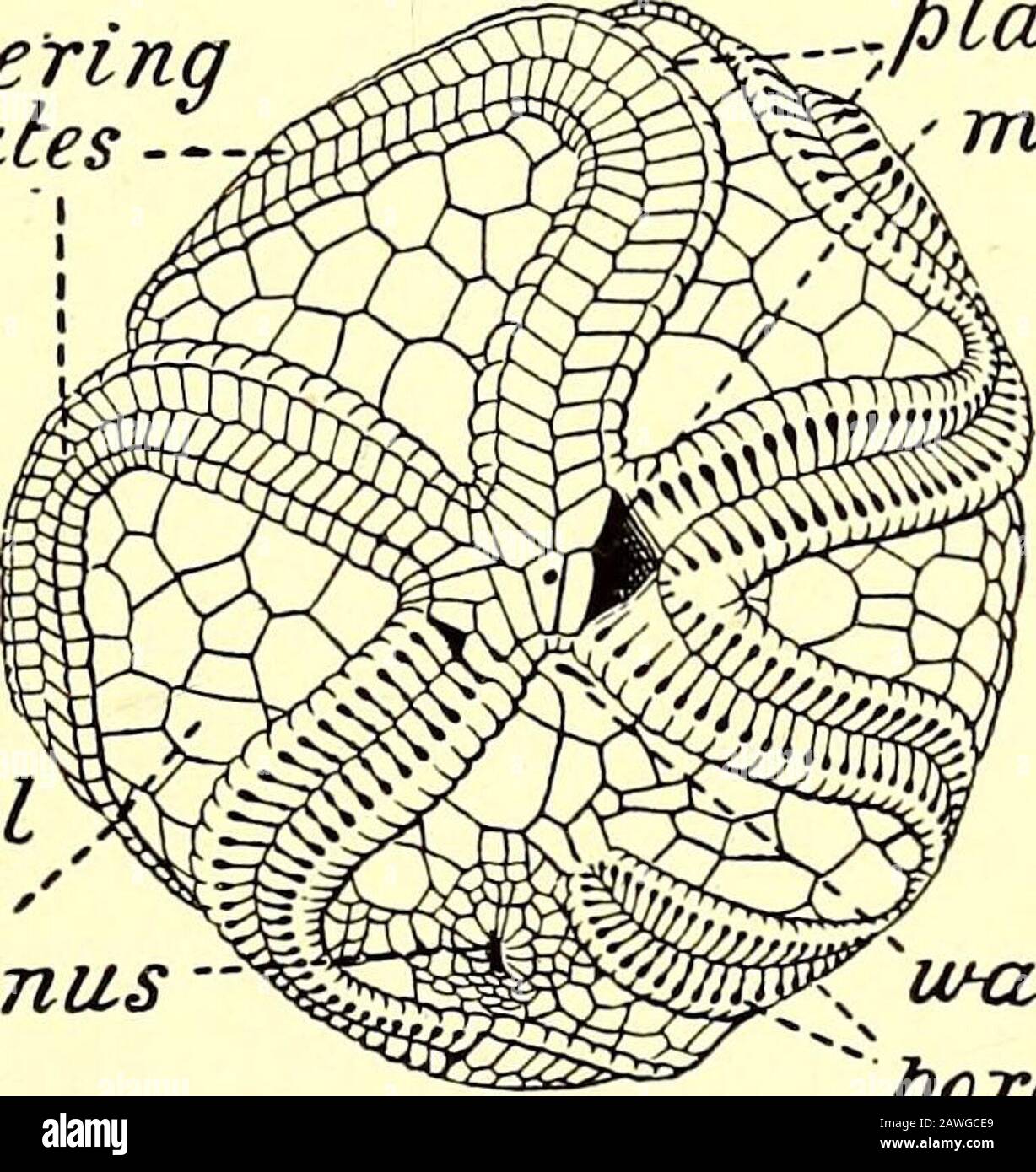 Bookauthorbr hi-res stock photography and images - Alamy