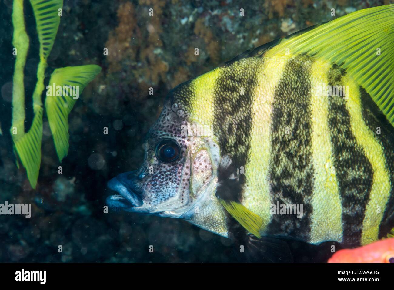 Striped boarfish hi-res stock photography and images - Alamy